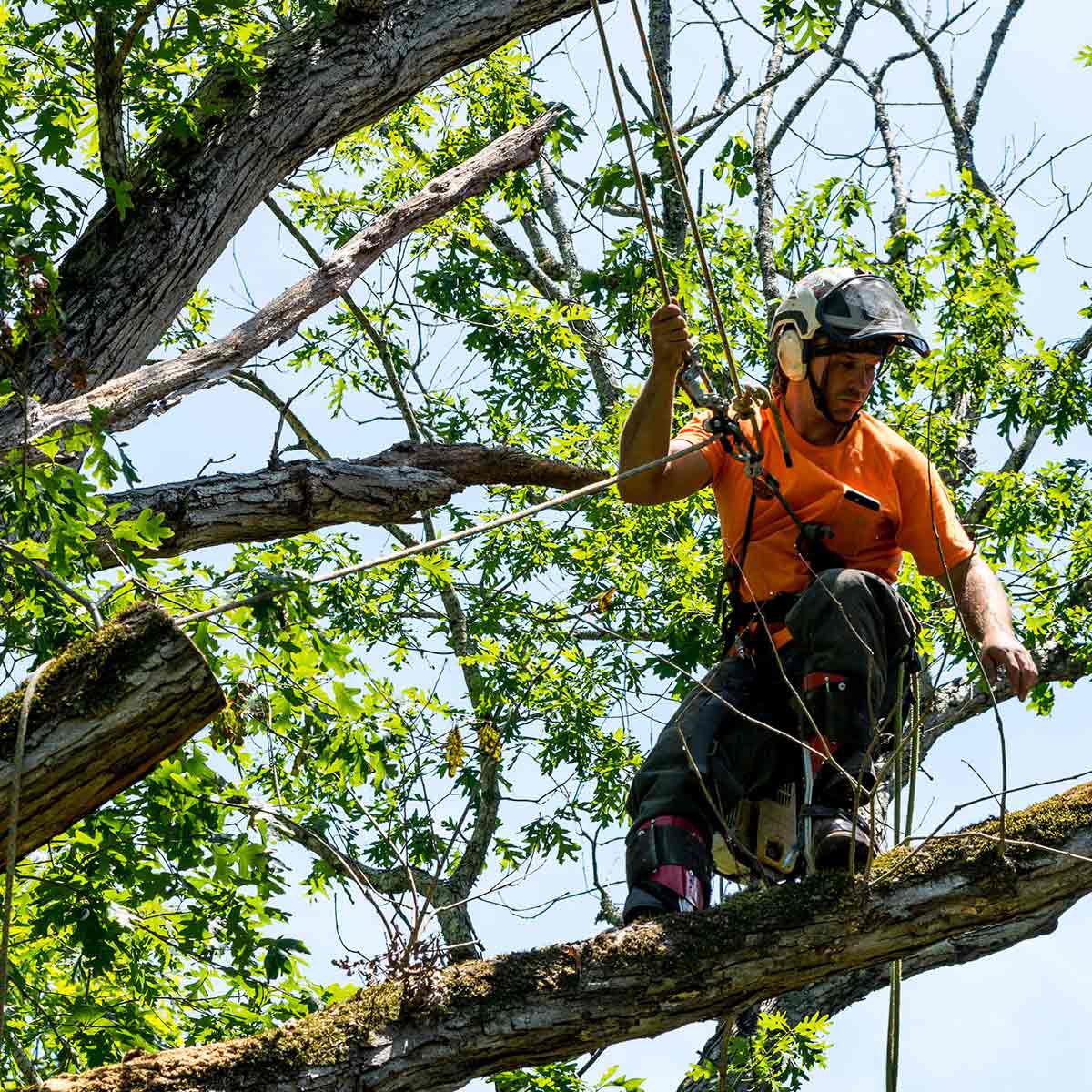 Contact Us - Prestige Tree Experts