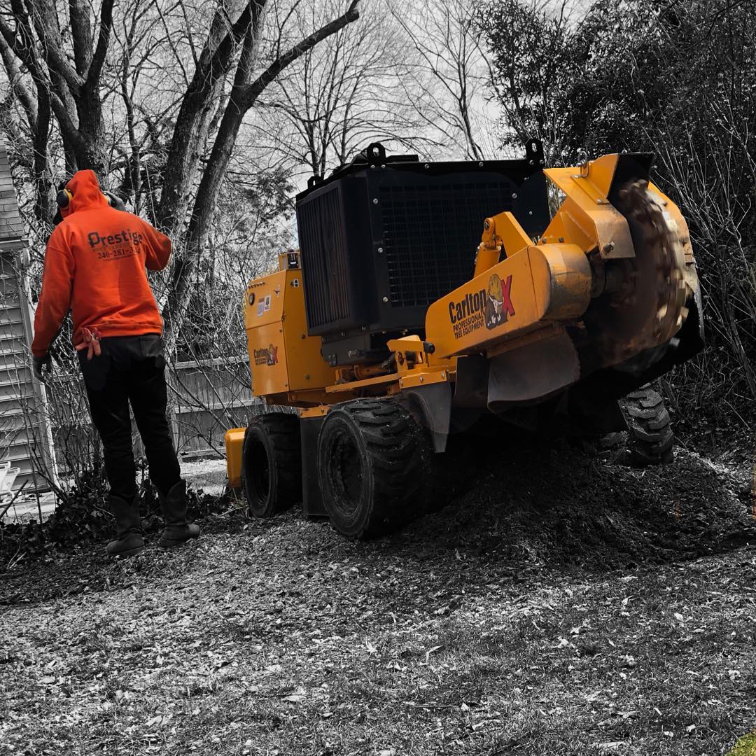 Stump Grinding Maryland | Tree Root Removal