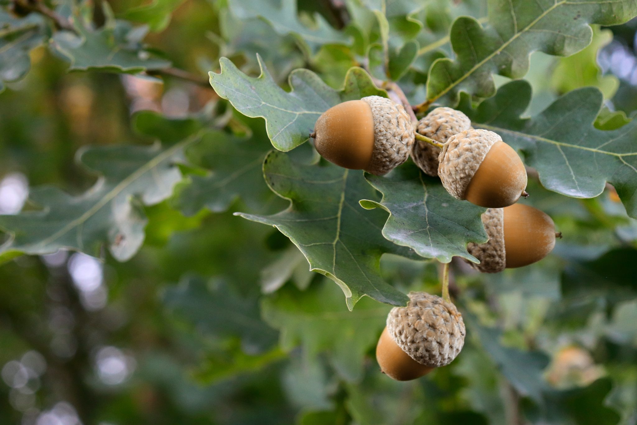 Chestnut Oak (Quercus montana) - Prestige Tree Experts