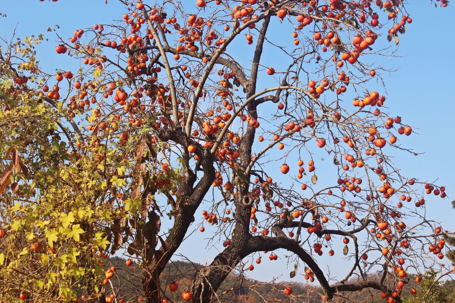 Common Persimmon (Diospyros virginiana) - Prestige Tree Experts