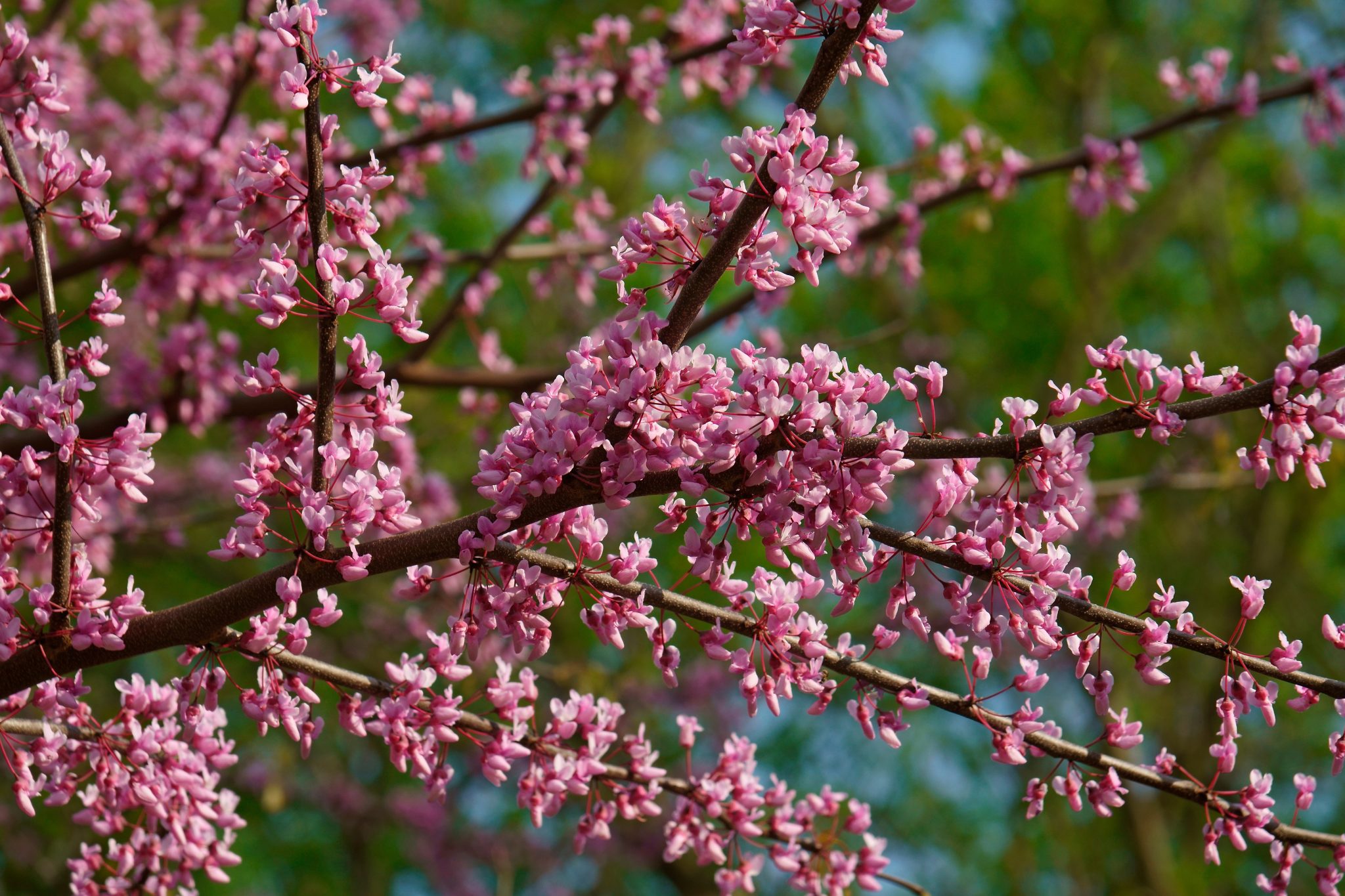 Eastern Redbud (Cercis canadensis) - Prestige Tree Experts