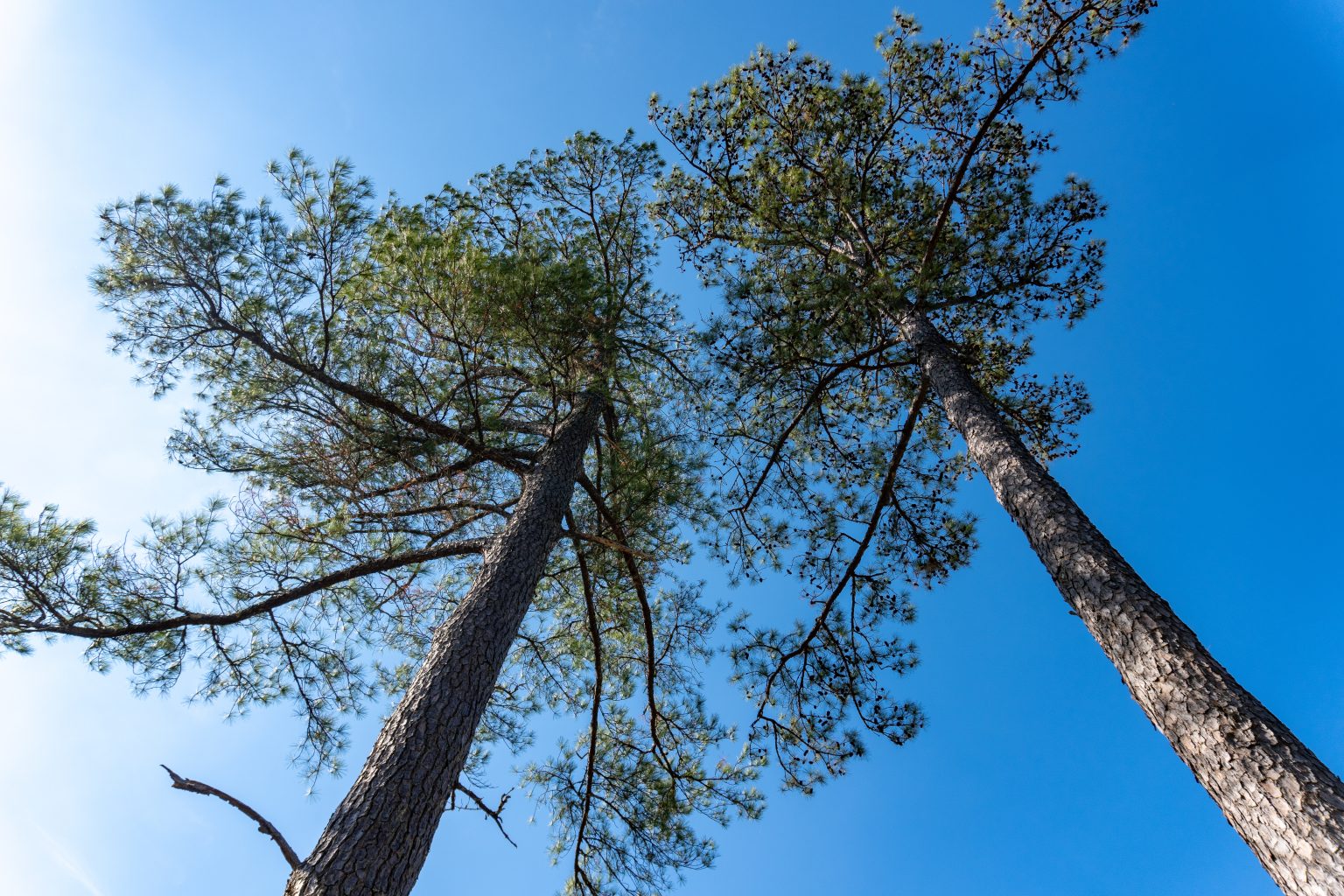 Loblolly Pine (Pinus taeda) - Prestige Tree Experts